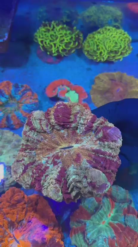 Ultra Grade Grafted Acantho (Acanthophyllia deshayesiana) – Coral's ...